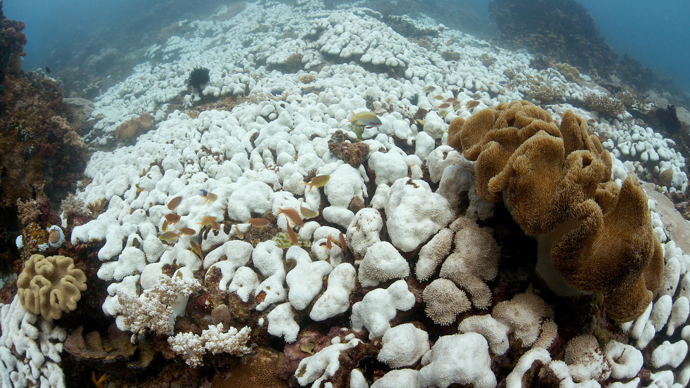 The Bleeding Reefs: Understanding Coral Bleaching in Trinidad and ...