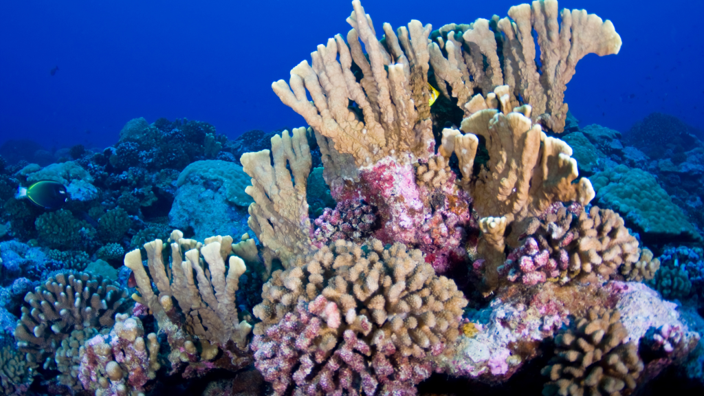 The Bleeding Reefs: Understanding Coral Bleaching in Trinidad and ...