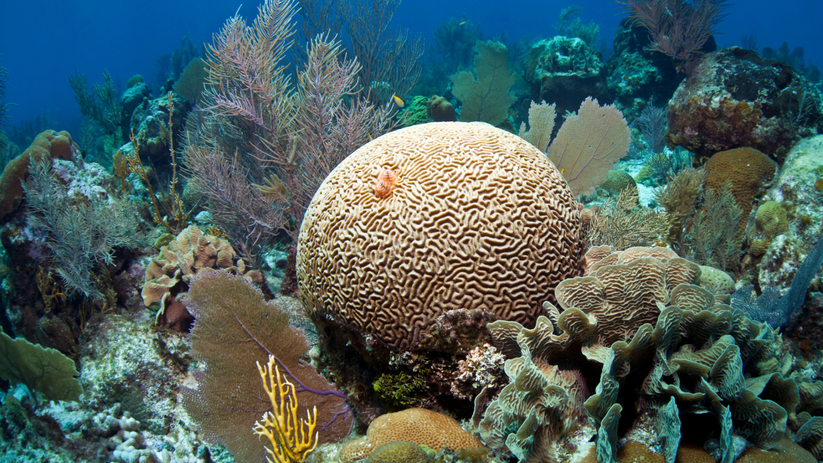 The Bleeding Reefs: Understanding Coral Bleaching in Trinidad and ...